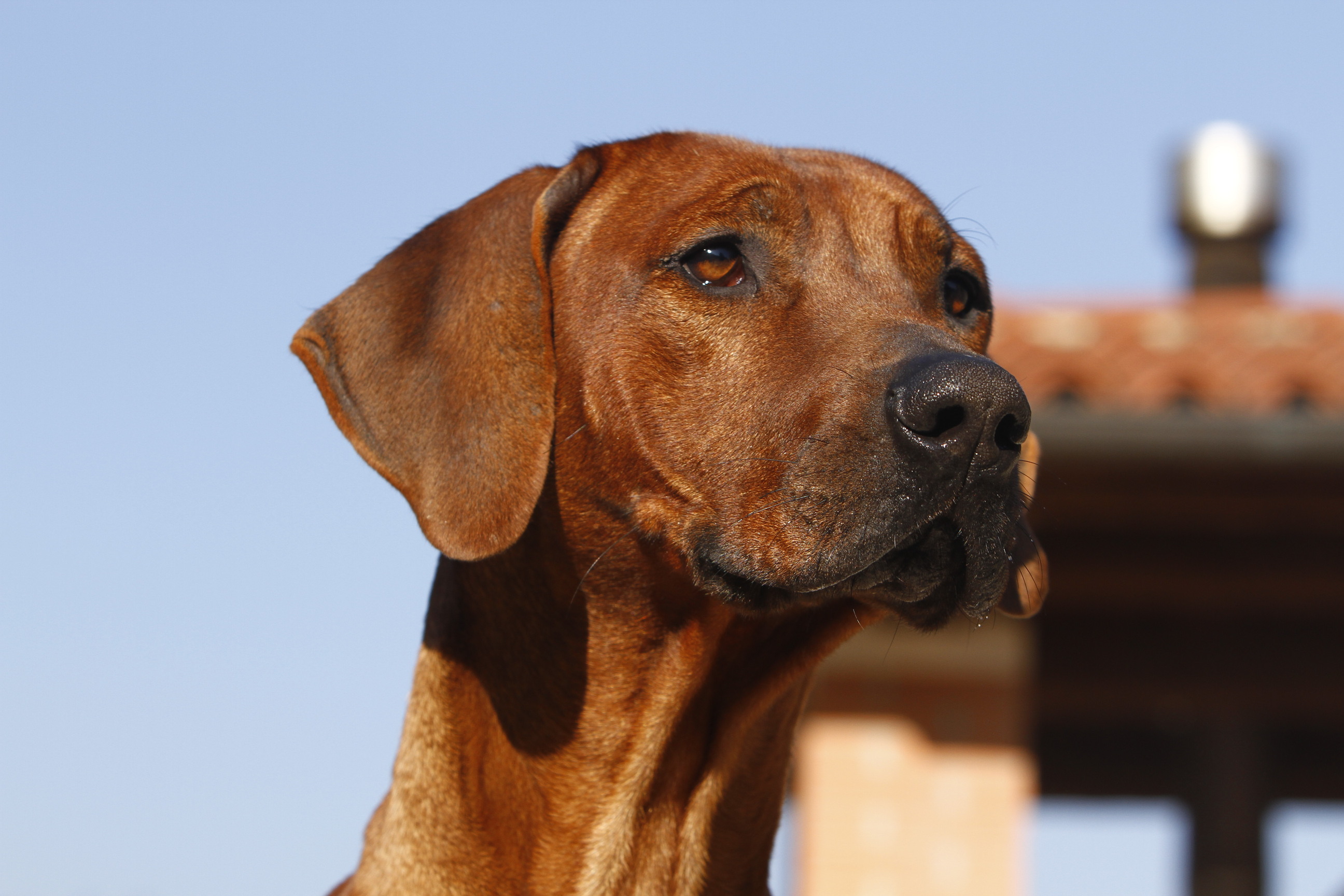 Maschi riproduttori - Rhodesian Italia - Allevamento professionale ...