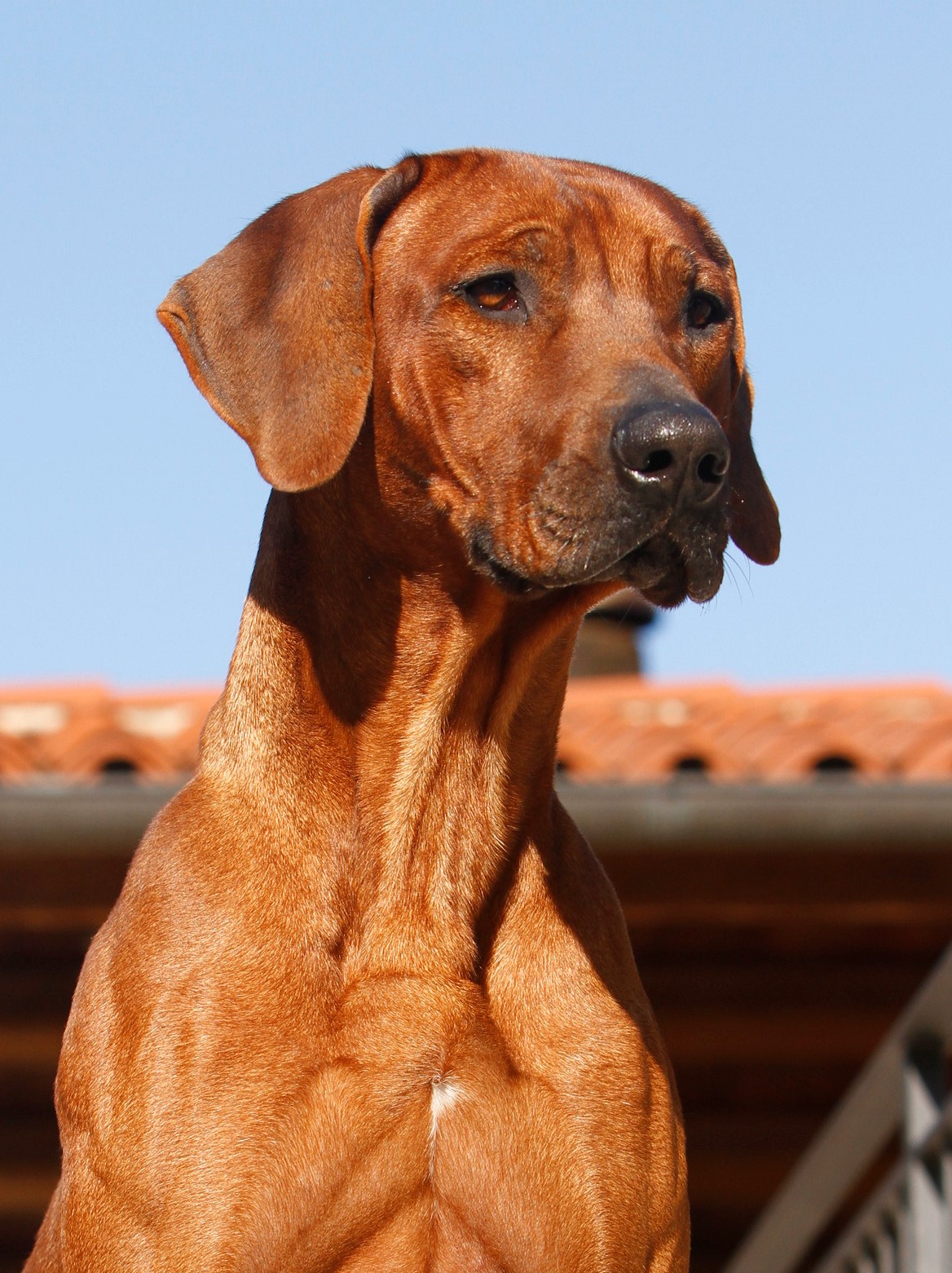 Maschi riproduttori - Rhodesian Italia - Allevamento professionale ...