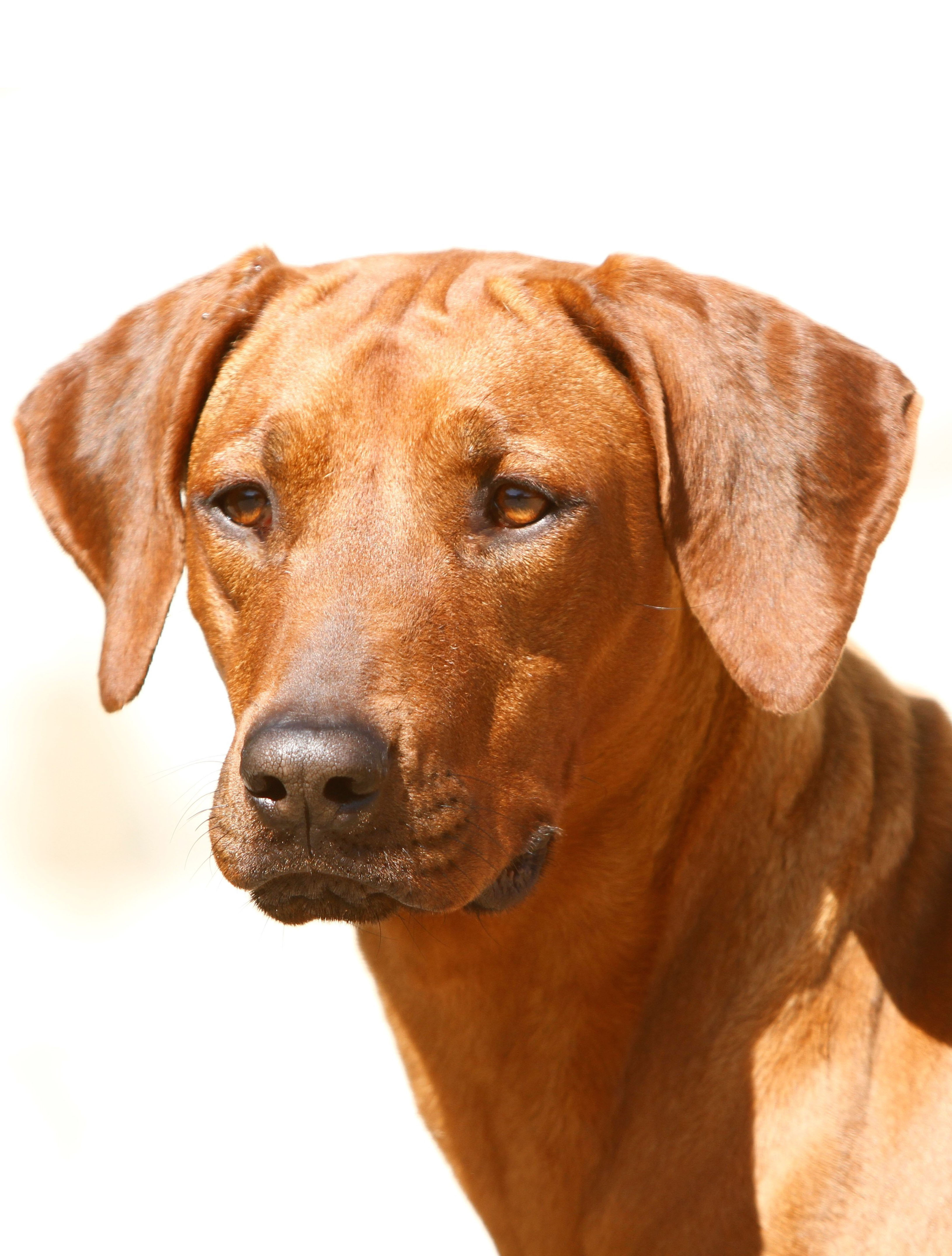 I nostri Rhodesian - Rhodesian Italia - Allevamento professionale ...