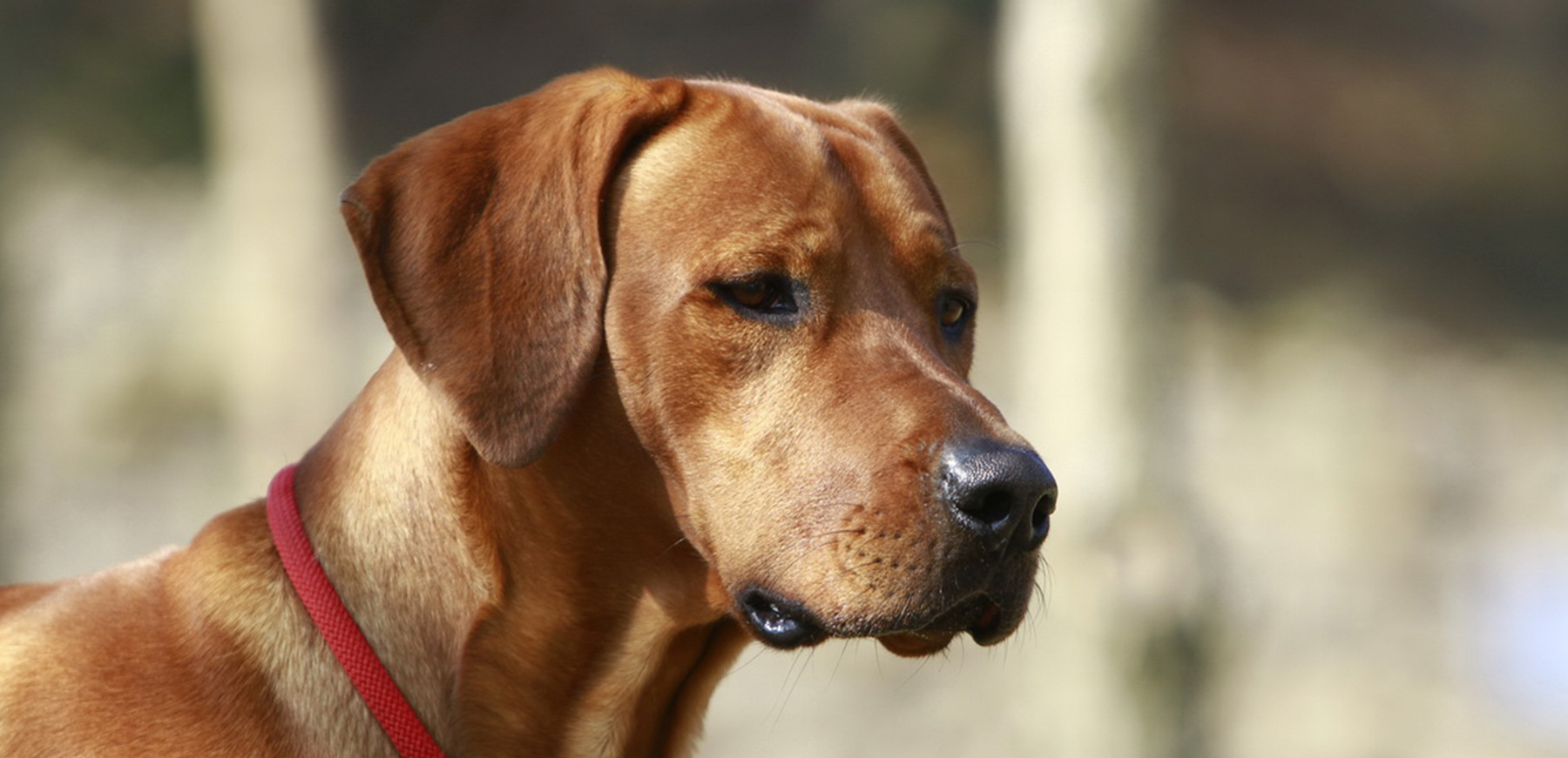 Maschi riproduttori - Rhodesian Italia - Allevamento professionale ...