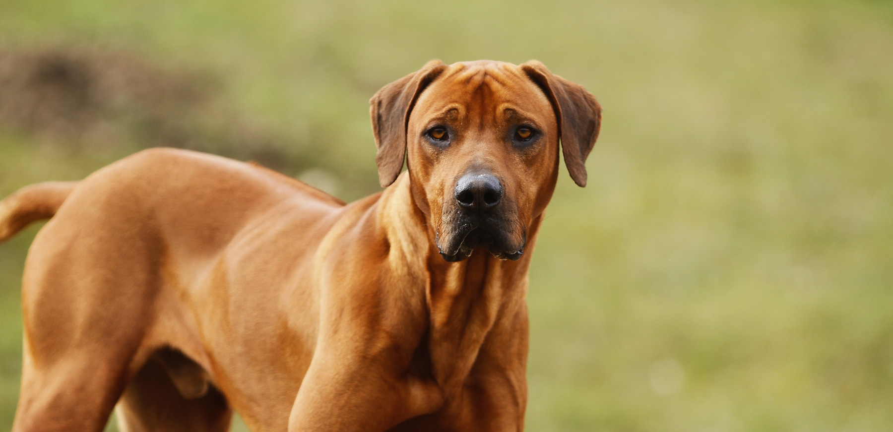 Maschi riproduttori - Rhodesian Italia - Allevamento professionale ...