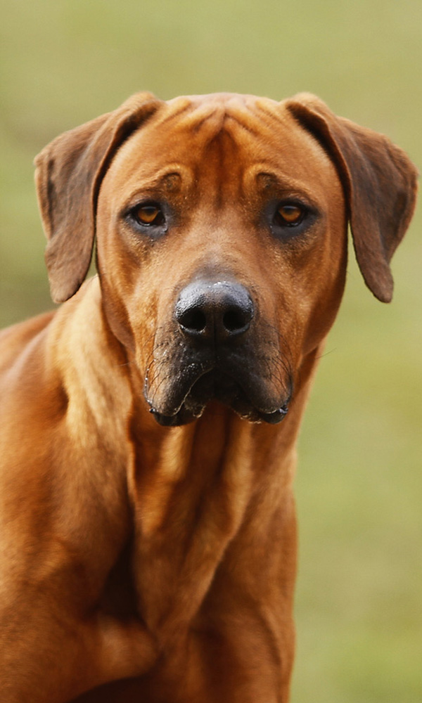 Maschi riproduttori - Rhodesian Italia - Allevamento professionale ...