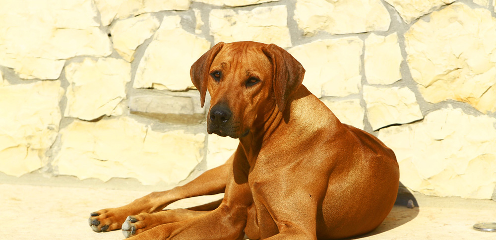 Femmine - Rhodesian Italia - Allevamento professionale Rhodesian ...