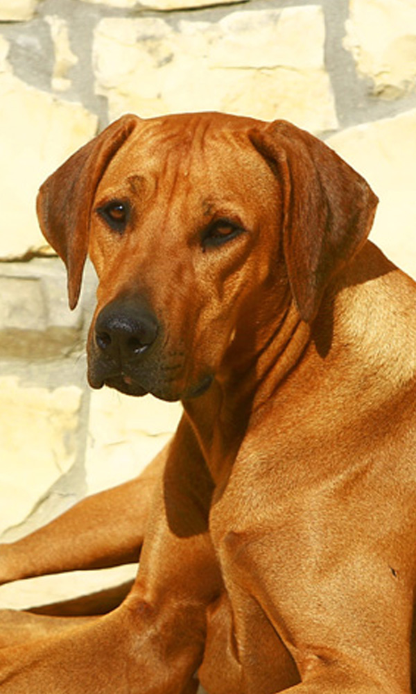 Le femmine della Tenuta Ermitage - Rhodesian Italia - Allevamento ...