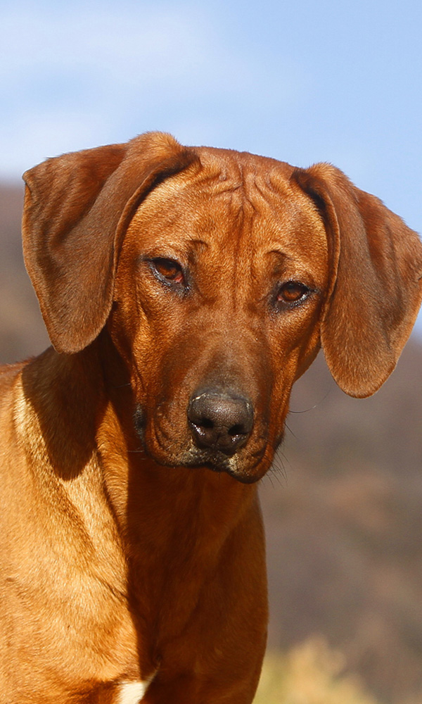 I nostri Rhodesian - Rhodesian Italia - Allevamento professionale ...