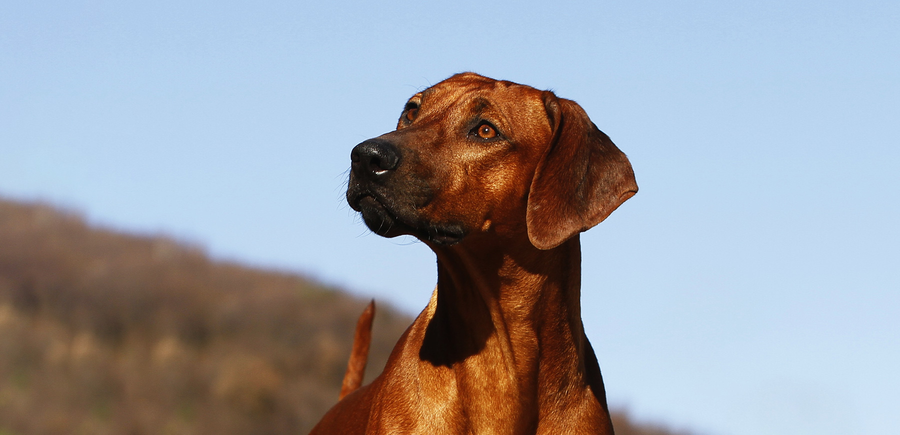 Femmine - Rhodesian Italia - Allevamento professionale Rhodesian ...