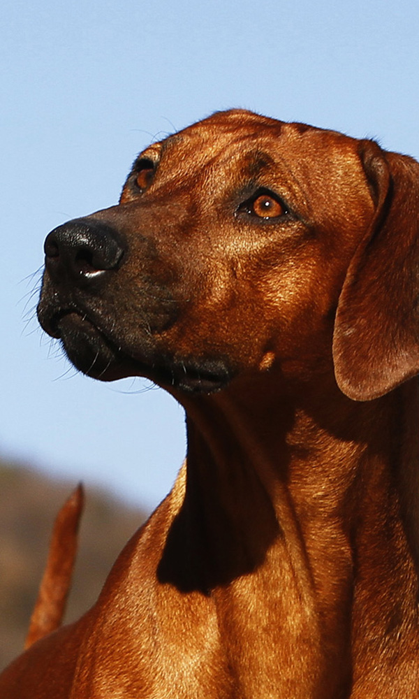 Le femmine della Tenuta Ermitage - Rhodesian Italia - Allevamento ...