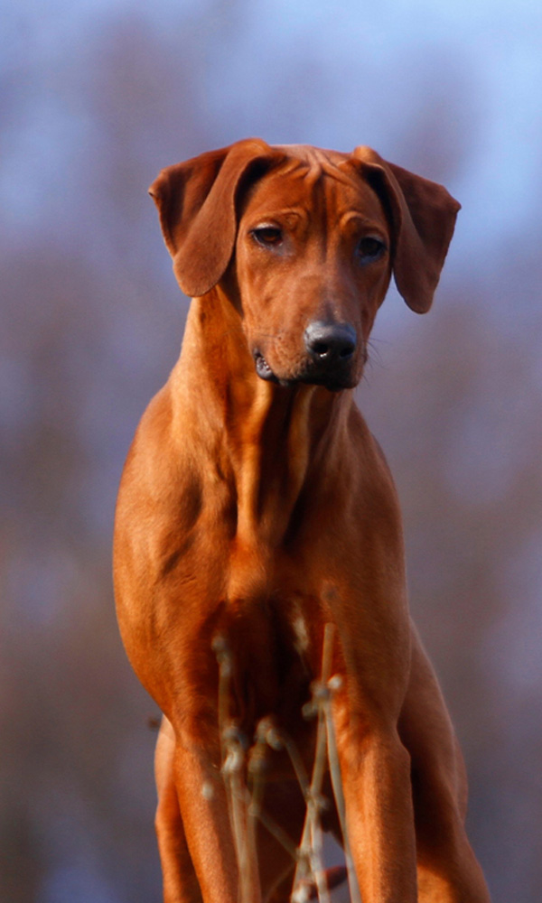 Le femmine della Tenuta Ermitage - Rhodesian Italia - Allevamento ...