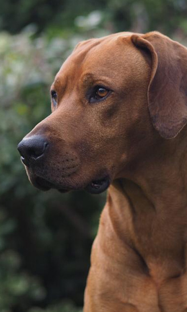 Maschi riproduttori - Rhodesian Italia - Allevamento professionale ...