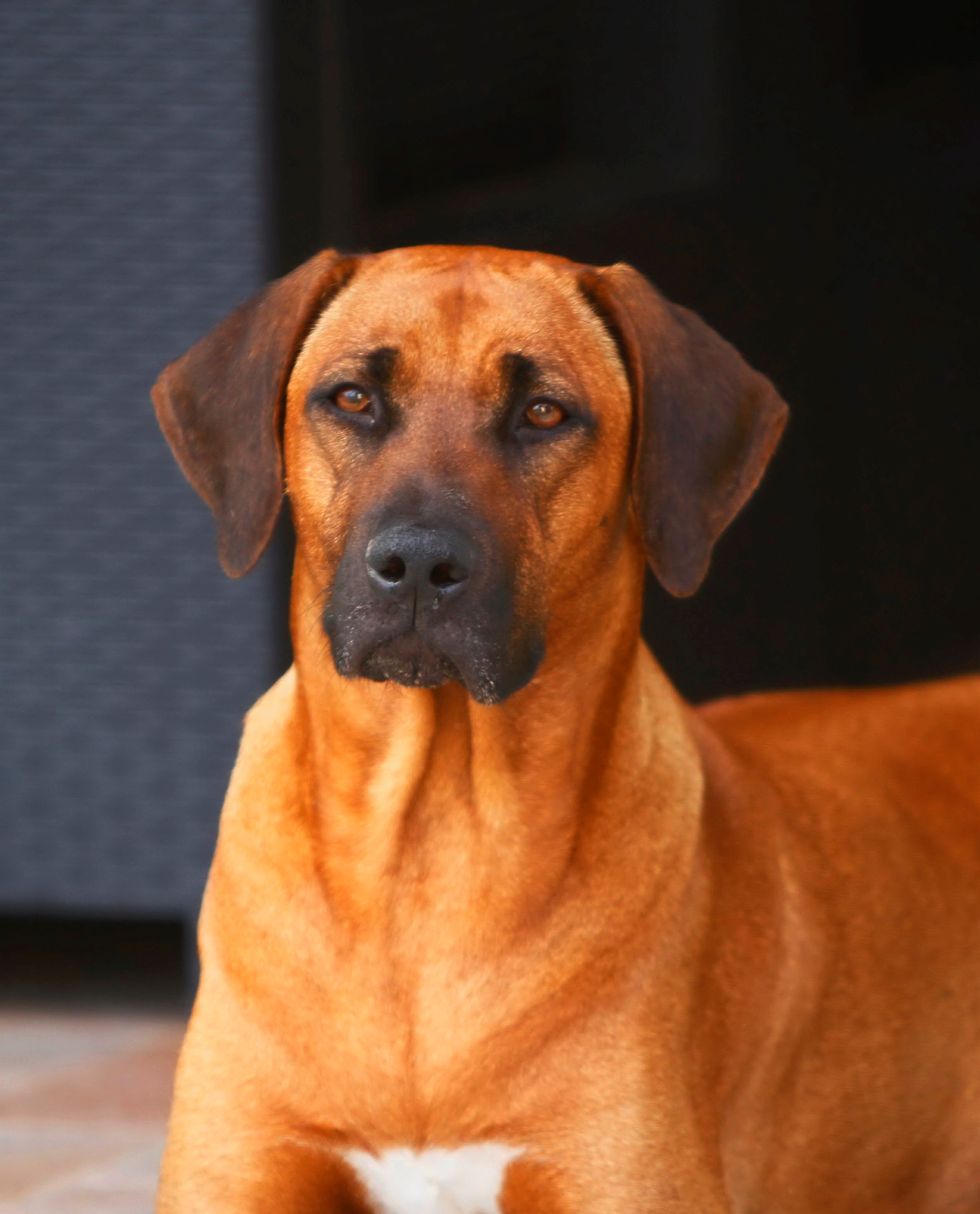 I nostri Rhodesian - Rhodesian Italia - Allevamento professionale ...