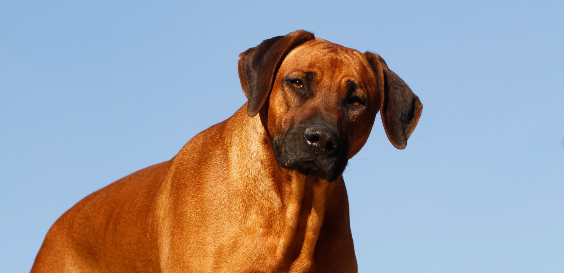 Femmine - Rhodesian Italia - Allevamento professionale Rhodesian ...