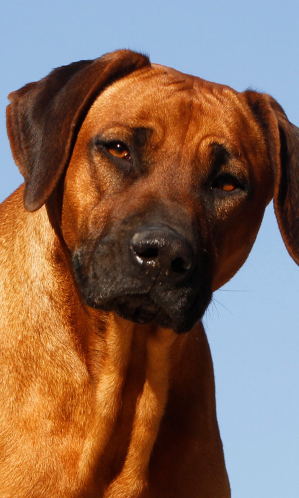 Le femmine della Tenuta Ermitage - Rhodesian Italia - Allevamento ...