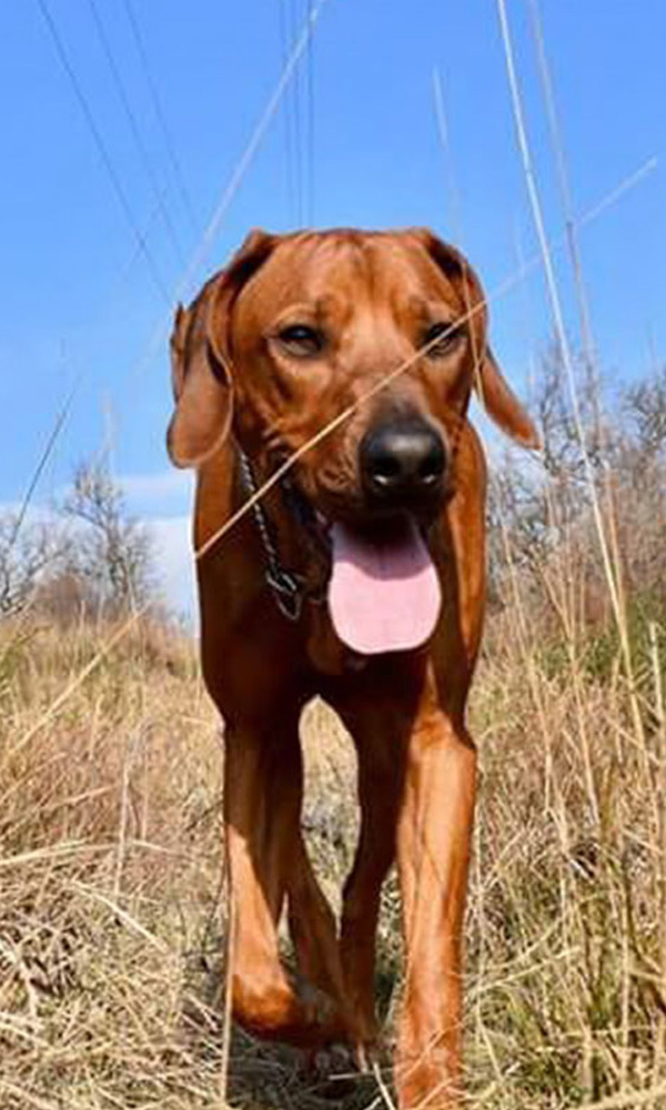 Maschi riproduttori - Rhodesian Italia - Allevamento professionale ...