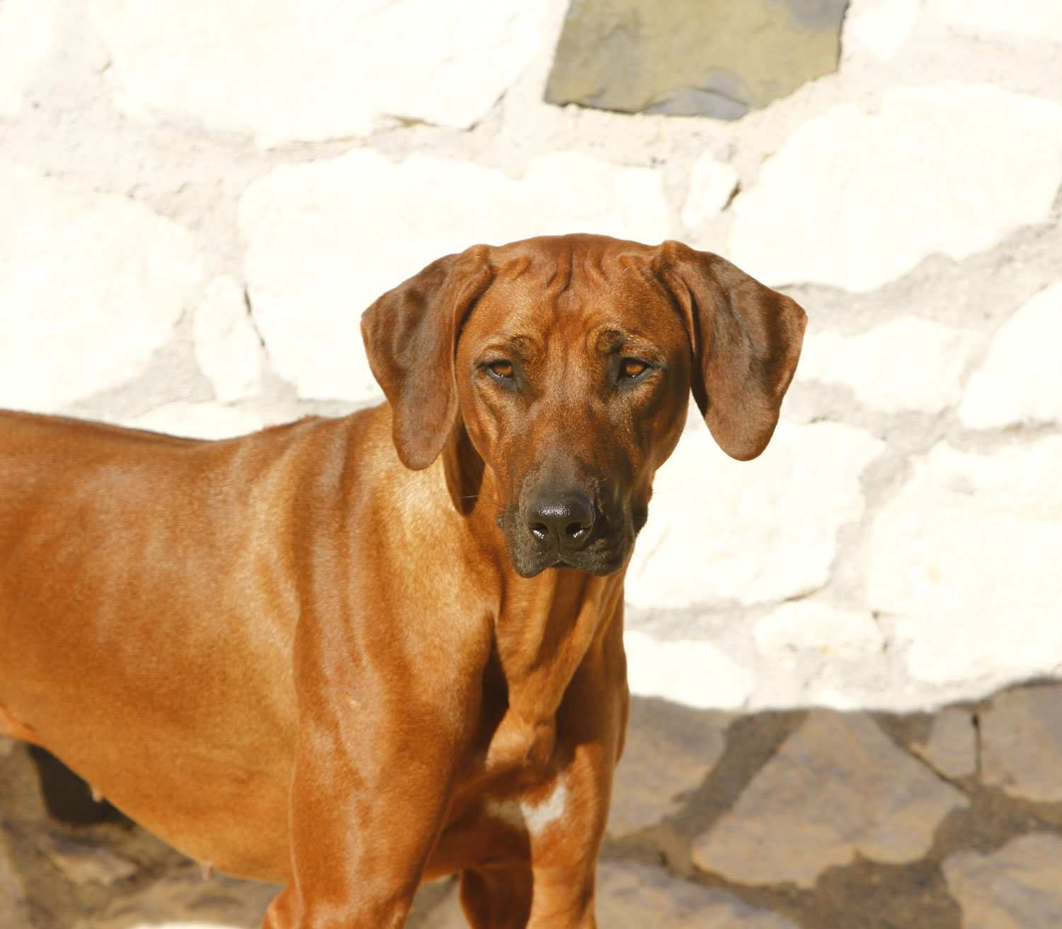 I nostri Rhodesian - Rhodesian Italia - Allevamento professionale ...