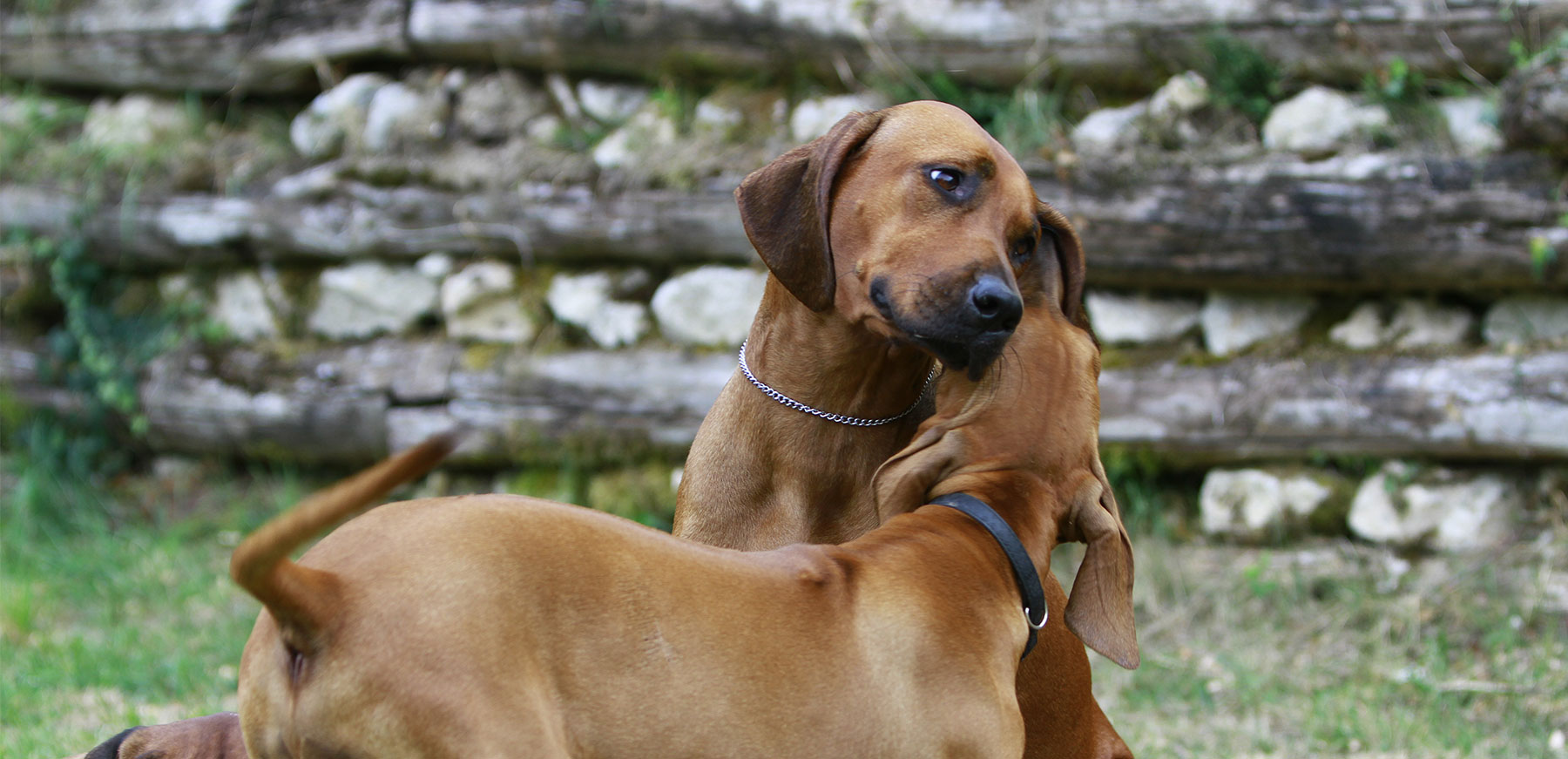 I nostri Rhodesian - Rhodesian Italia - Allevamento professionale ...