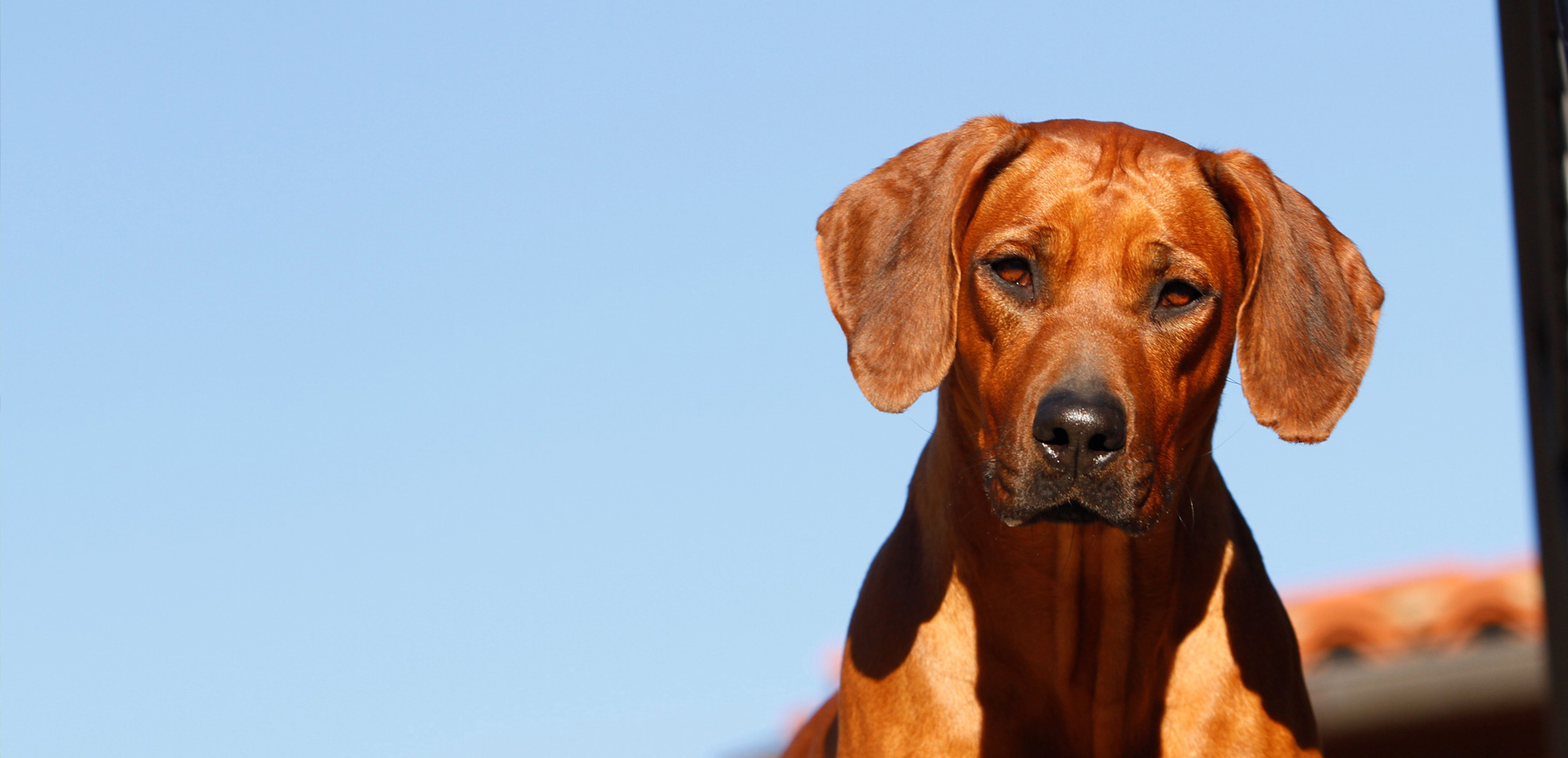 Rhodesian Ridgeback - Rhodesian Italia - Allevamento professionale ...