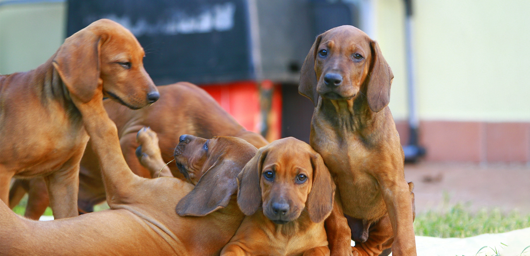 Cucciolate Disponibili - Rhodesian Italia - Allevamento professionale ...